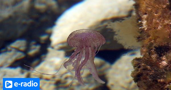 Σήμερα έμαθα: Μπορούν τελικά τα ούρα να ανακουφίσουν το τσίμπημα από ...