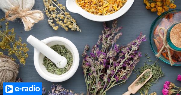 Χρήσιμα φυτά που μπορείς να καλλιεργήσεις για ιαματικούς σκοπούς | E ...